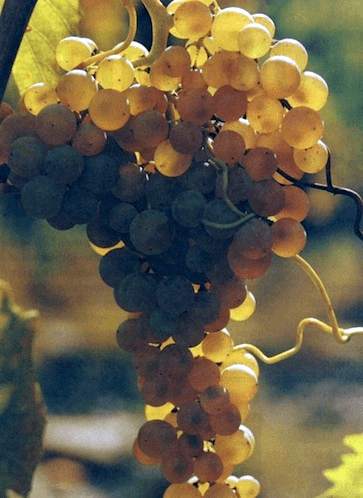 Rebsorte Chenin Blanc